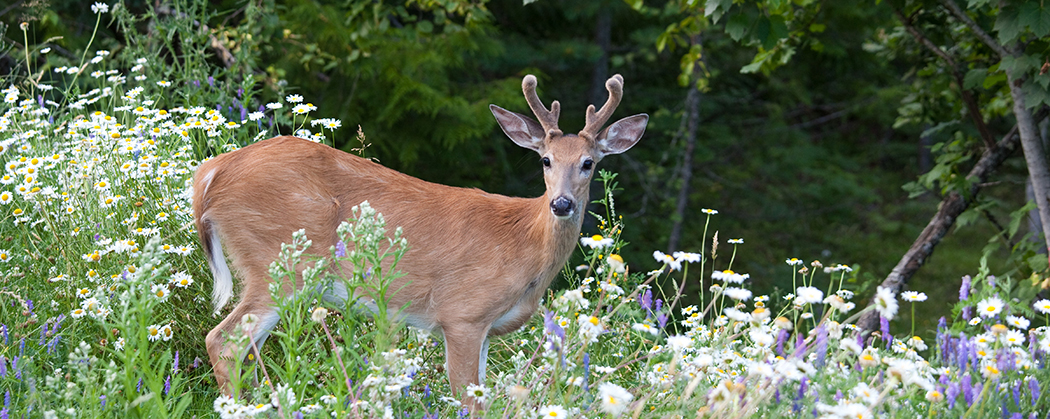 HAPPY SPRING - Kootenay Rockies Tourism